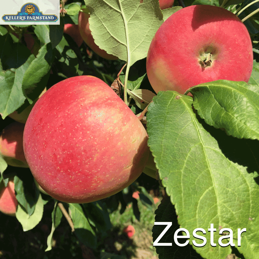 Apple Orchard Opens Saturday, August 25 - Keller's Farmstand
