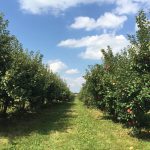 Apples - Keller's Farmstand