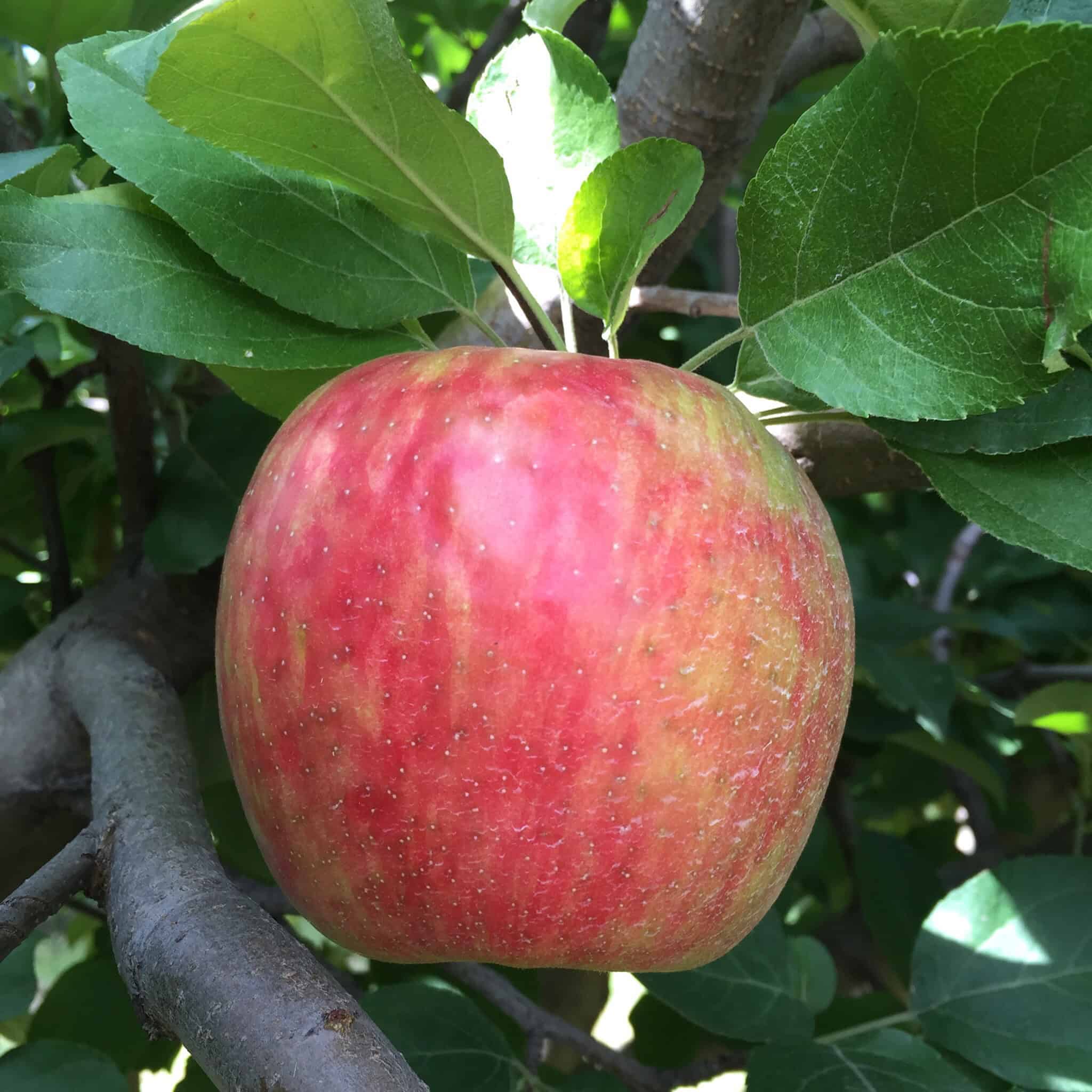 You Know It’s Fall When… - Keller's Farmstand