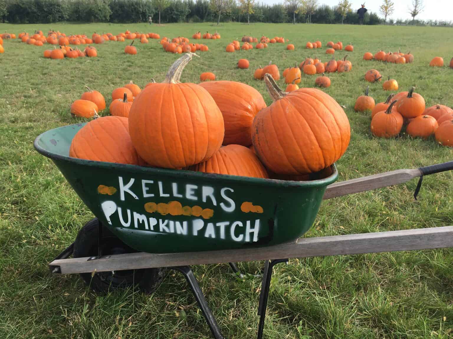 Welcome Autumn: Our Pumpkin Patch is Open! - Keller's Farmstand