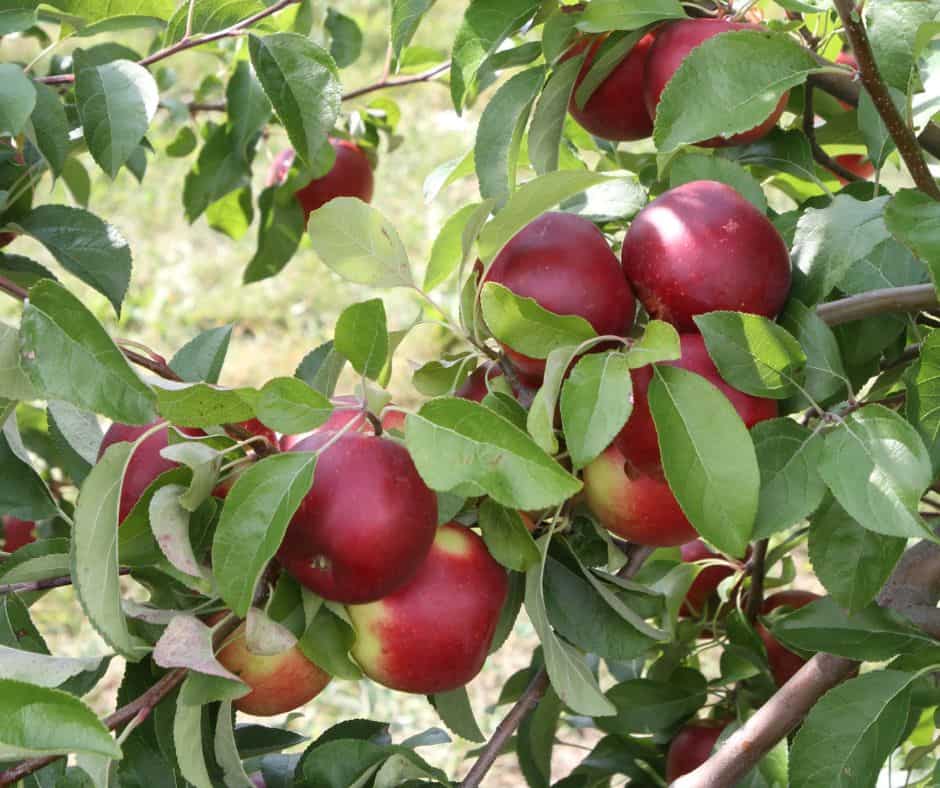End of Honeycrisp Season and a Tasty Debut of 3 New Apple Varieties ...